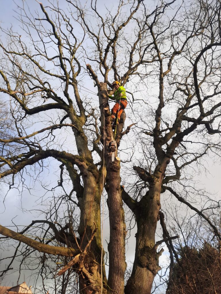 Landscaping Derbyshire Oakwood Tree And Landscaping рџњі